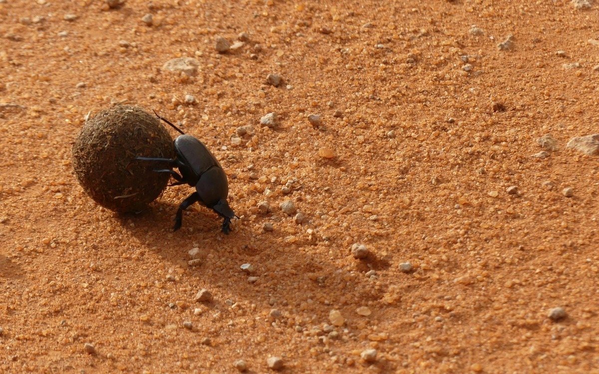 Gloucester Grazing Trial: Dung Beetle Results - Foyle Producers | test