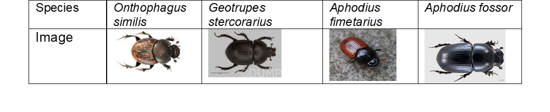 Gloucester Grazing Trial: Dung Beetle Results - Foyle Producers | test