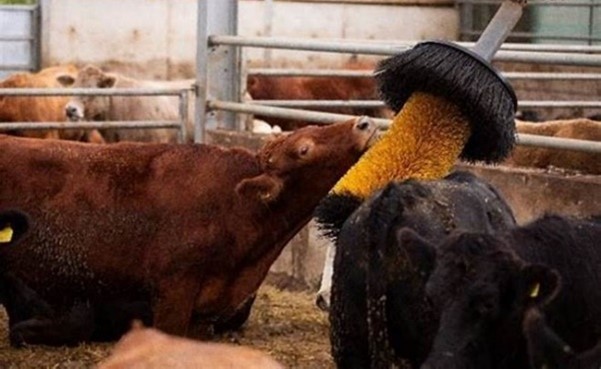 Foyle Farms of Excellence: Driving Performance With Cattle Brushes ...