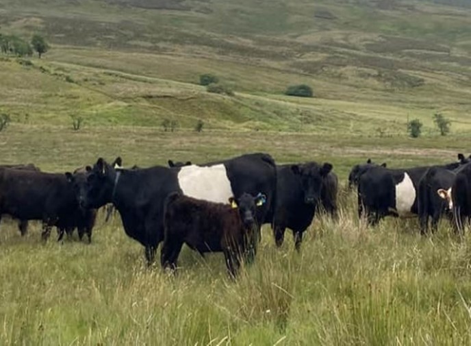 Unlocking Grazing Potential: Managing Hill Cattle With Monil Technology ...