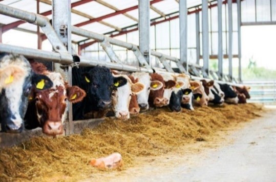 Foyle Enhances Cattle Welfare With Ferappease Integration - Foyle ...